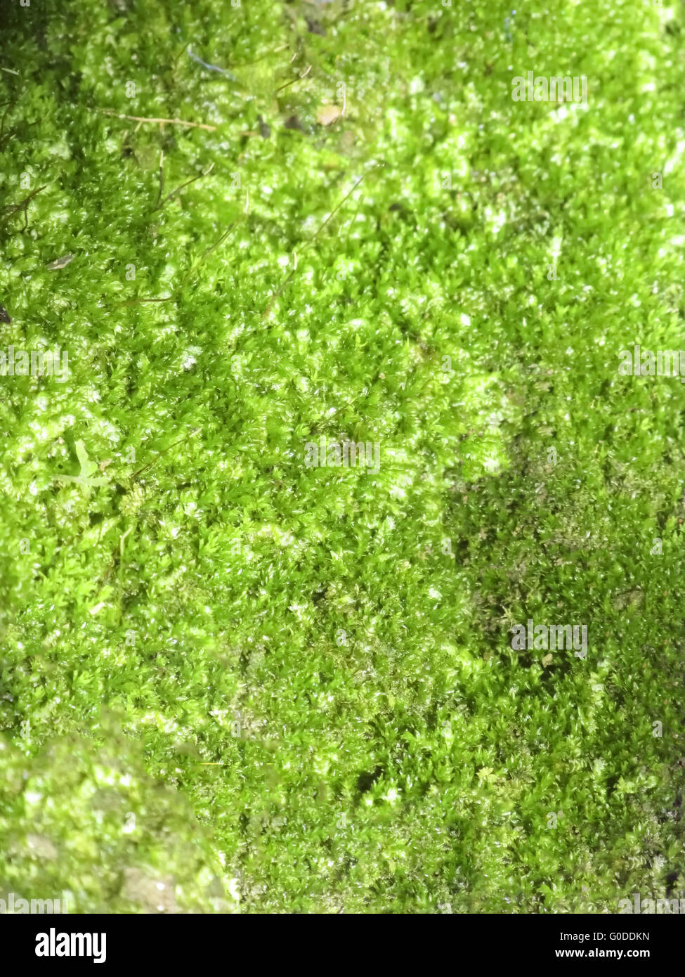 Moss background 1 Stock Photo - Alamy