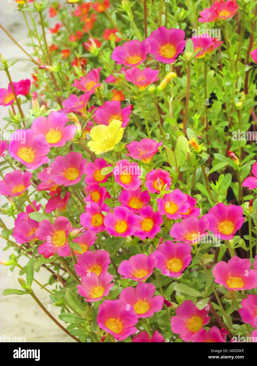 9o clock hi-res stock photography and images - Alamy