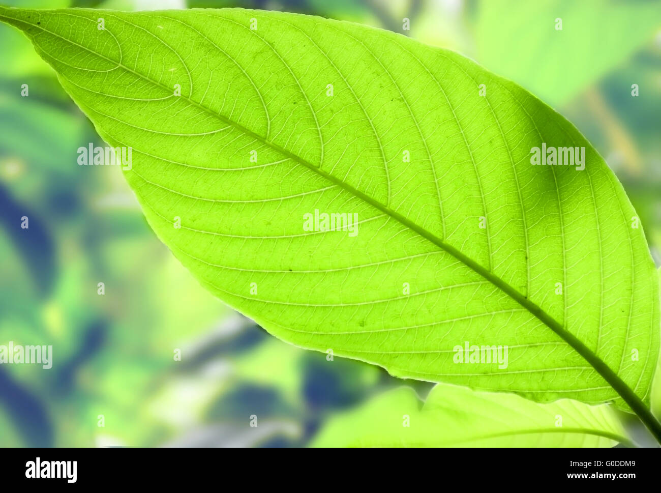 Adhatoda vasica medicinal basak leaf hi-res stock photography and ...