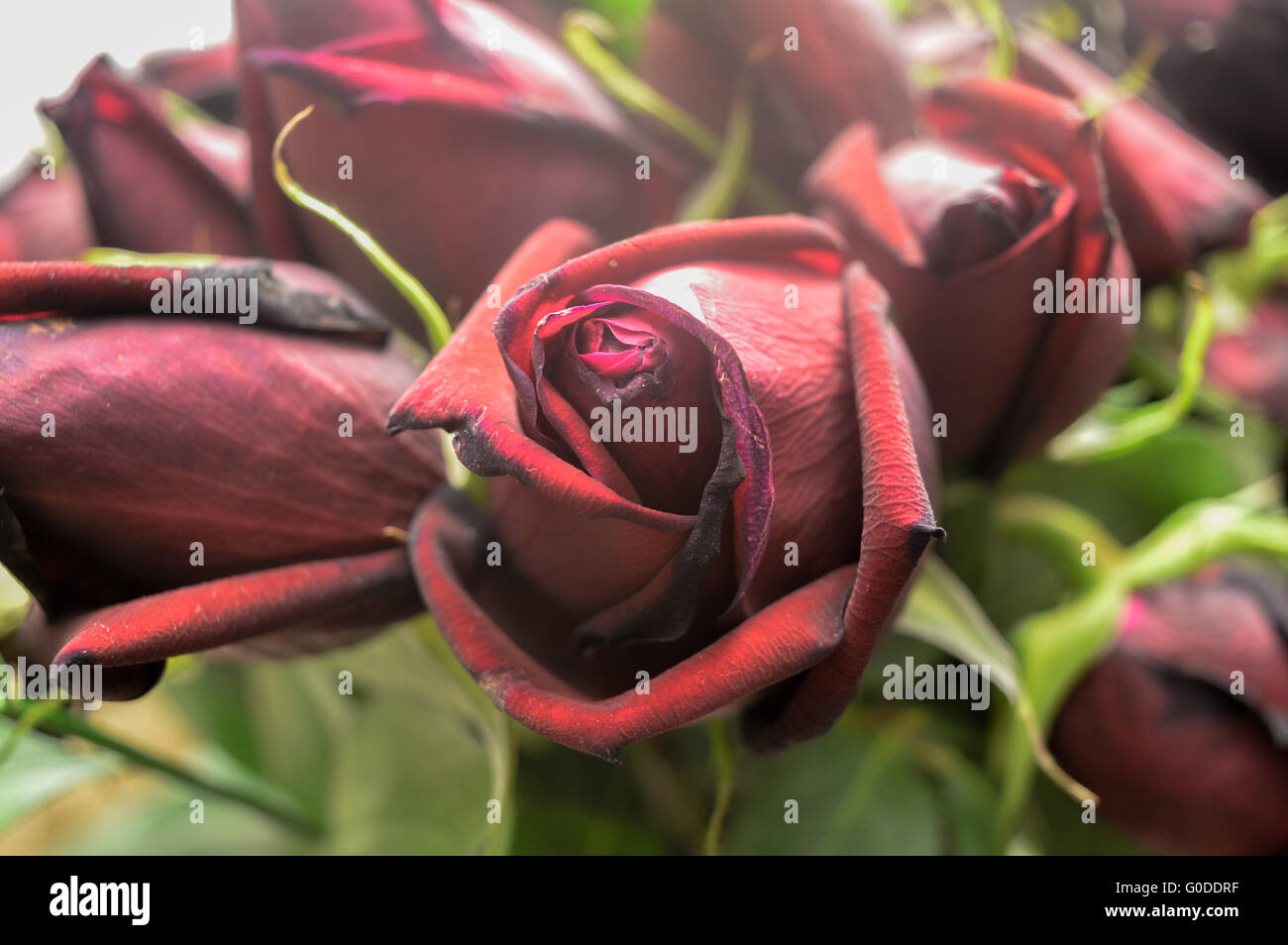Beautiful faded red roses Stock Photo - Alamy