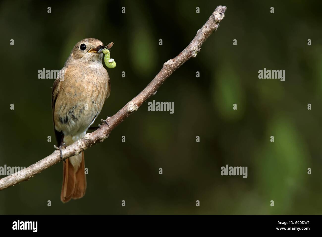female Common redstart Stock Photo - Alamy
