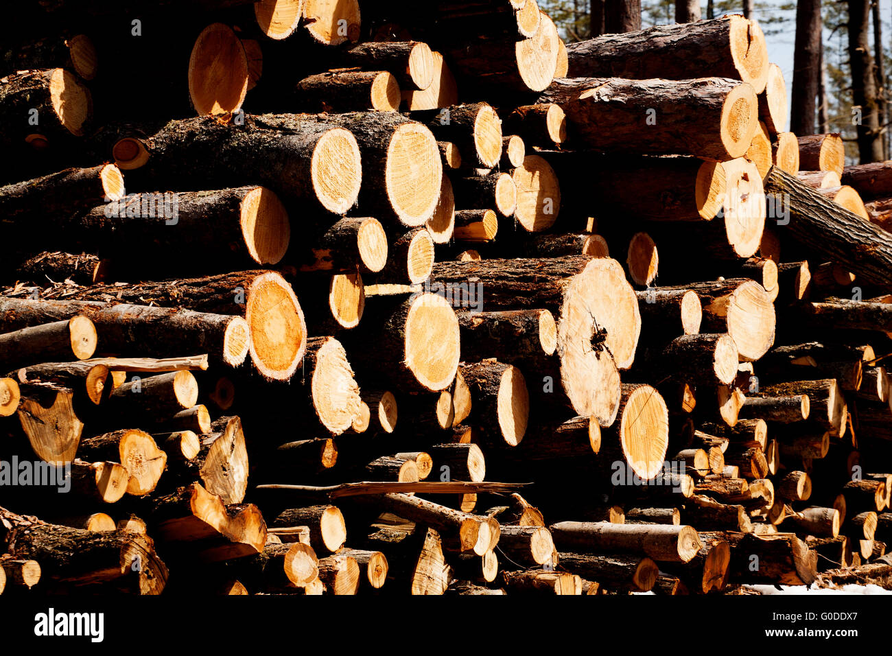Pile of harvested timber in forest Ontario Canada Stock Photo - Alamy