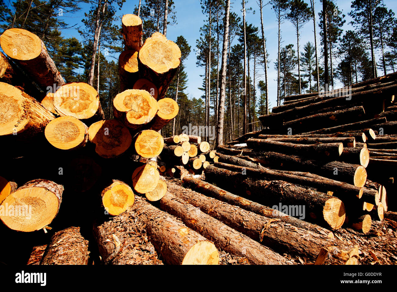 Canada lumber timber hi-res stock photography and images - Alamy