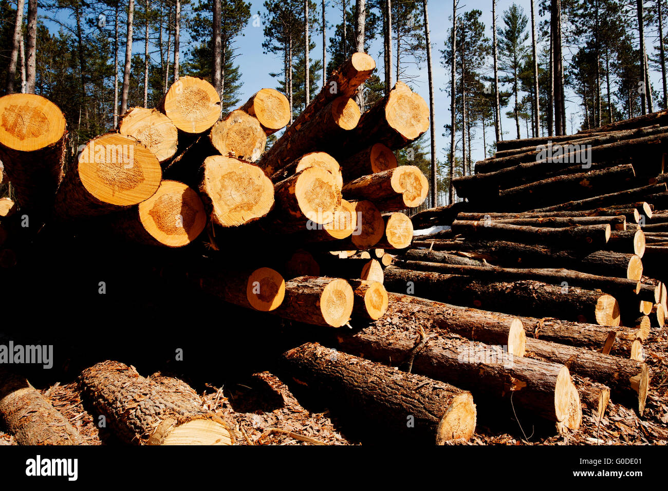 Pile of harvested timber in forest Ontario Canada Stock Photo - Alamy