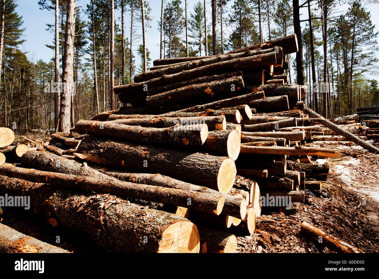 Pile of harvested timber in forest Ontario Canada Stock Photo - Alamy