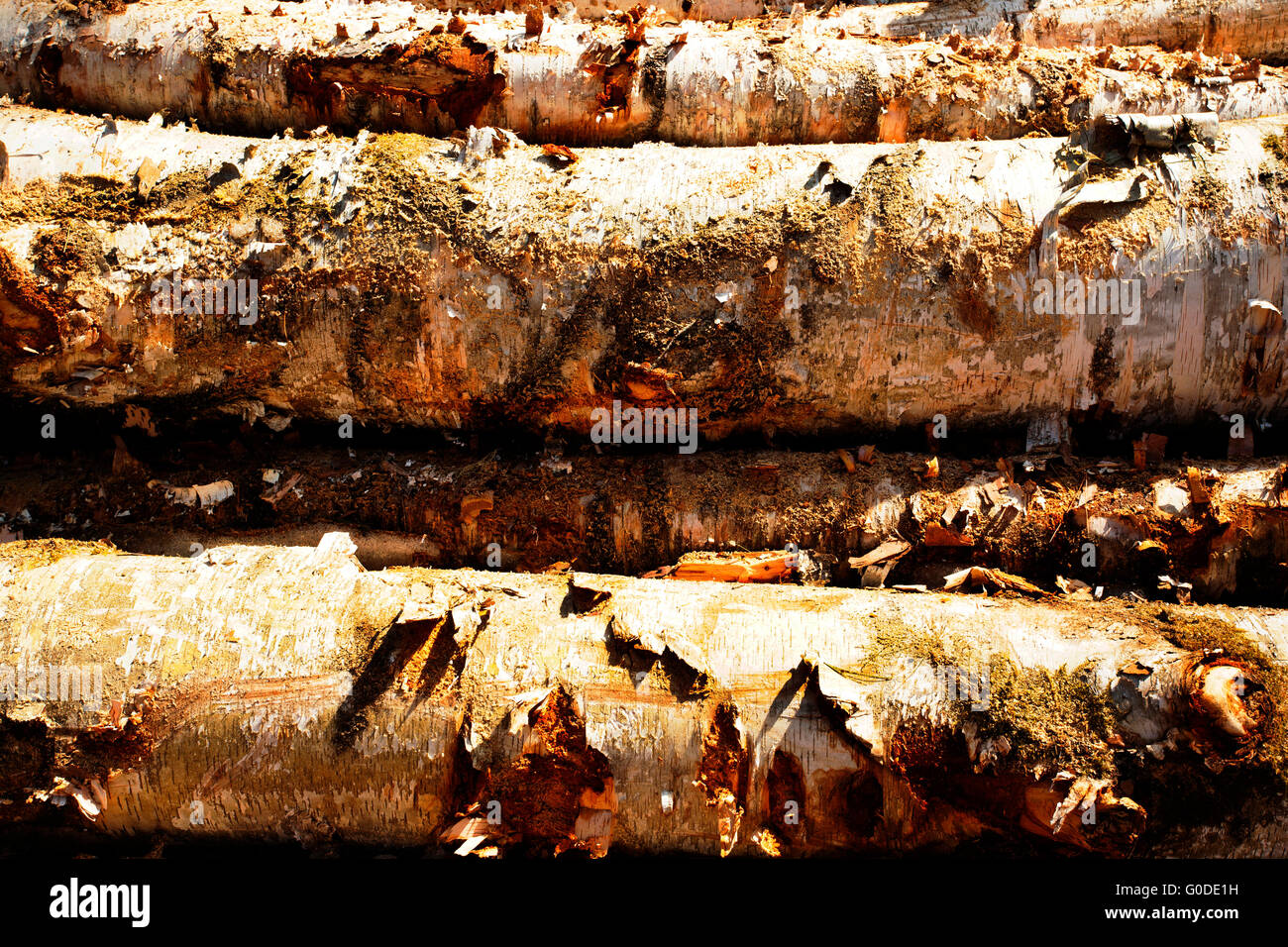 Pile of harvested timber in forest Ontario Canada Stock Photo - Alamy
