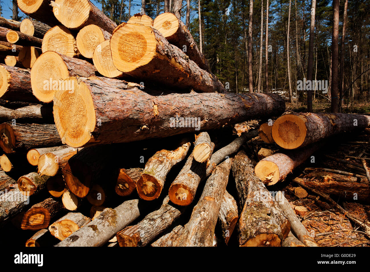 Pile of harvested timber in forest Ontario Canada Stock Photo - Alamy