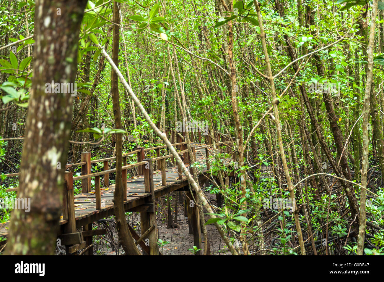 Landscape of Wood corridor at mangrove forest Stock Photo - Alamy