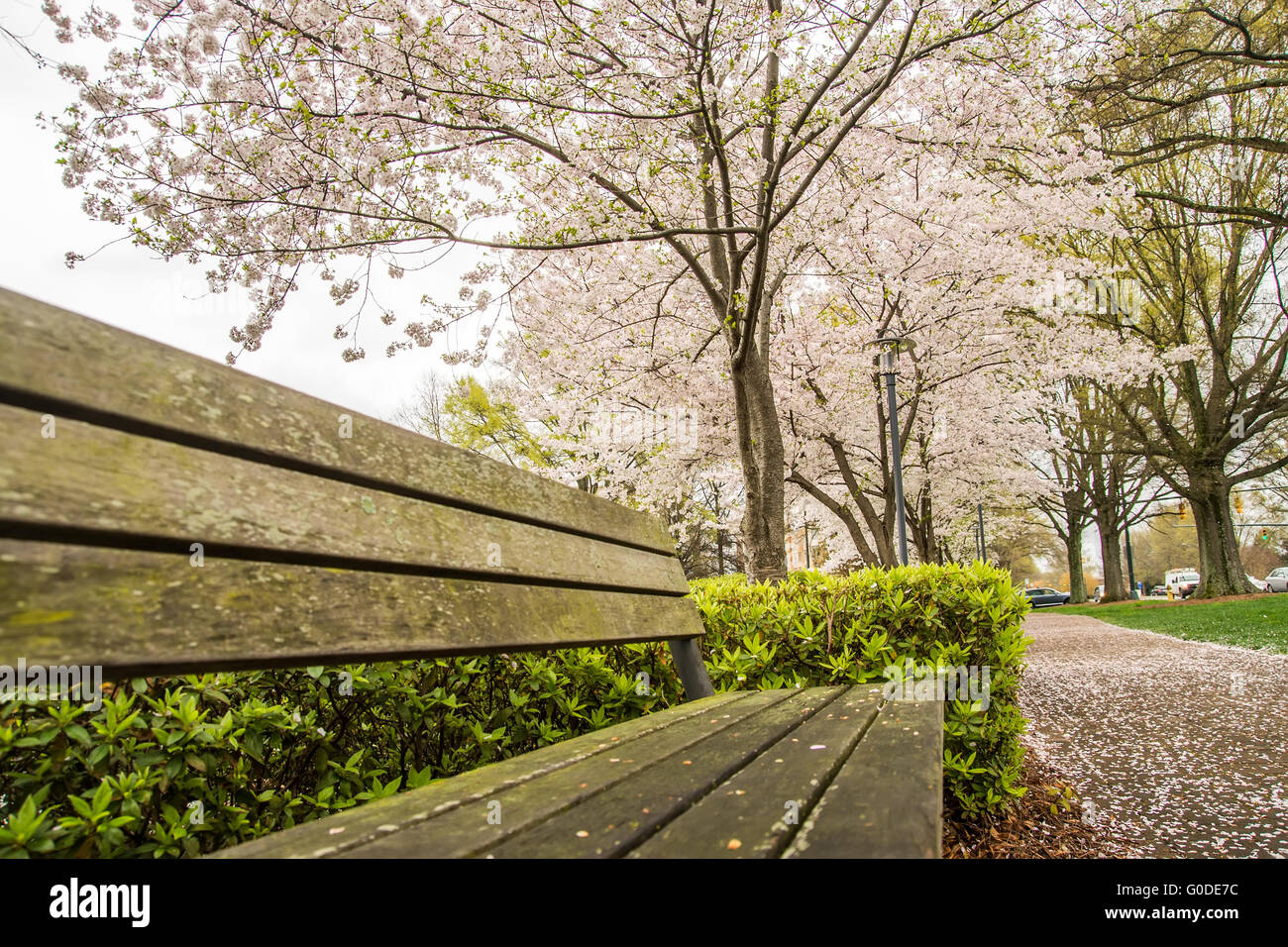 spring in the park with benches and sidewalk Stock Photo - Alamy