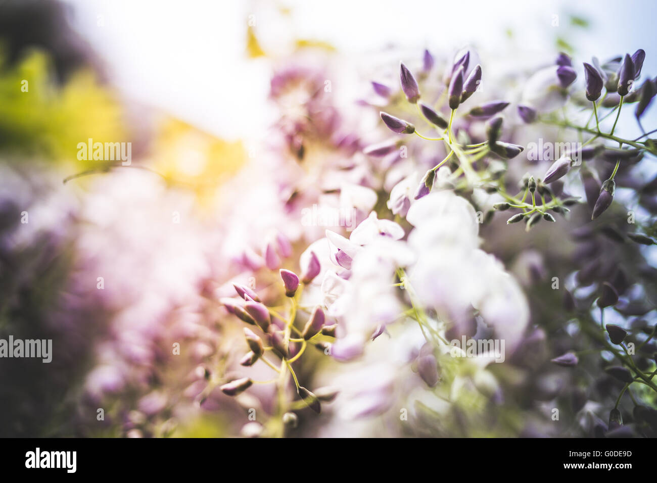 Blurred wisteria May bright Stock Photo - Alamy