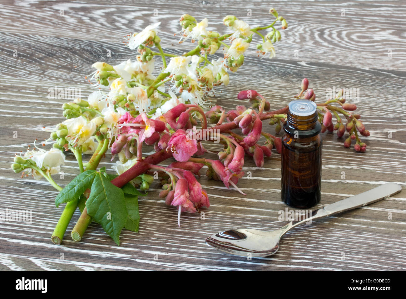 Bach flower therapy hi-res stock photography and images - Alamy