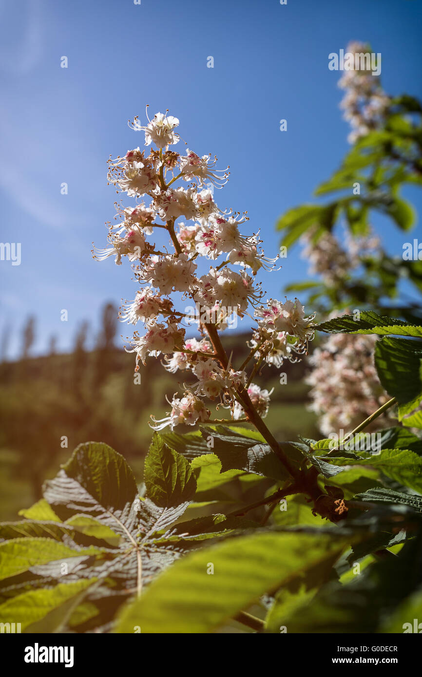 Chestnut mountains hi-res stock photography and images - Alamy