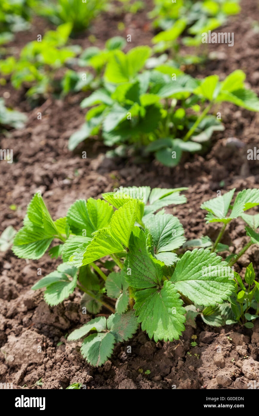 green bush of strawberries in the garden. background outdoors Stock ...