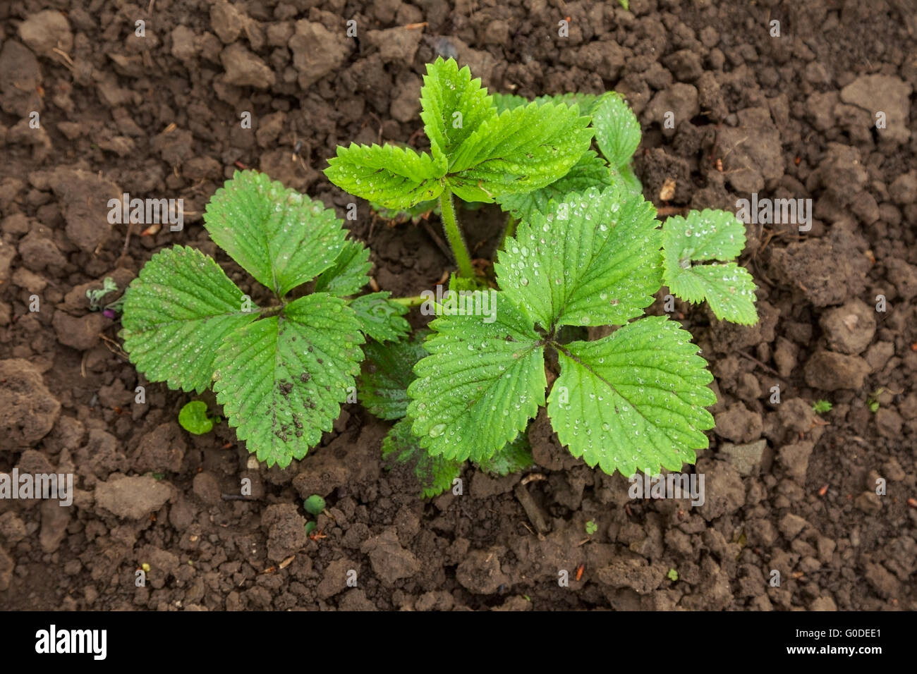 Beauty life spring hi-res stock photography and images - Alamy