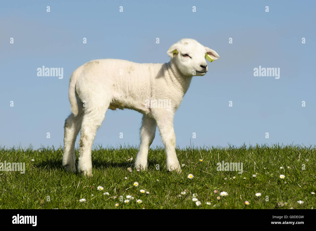 Dutch white lamb hi-res stock photography and images - Alamy