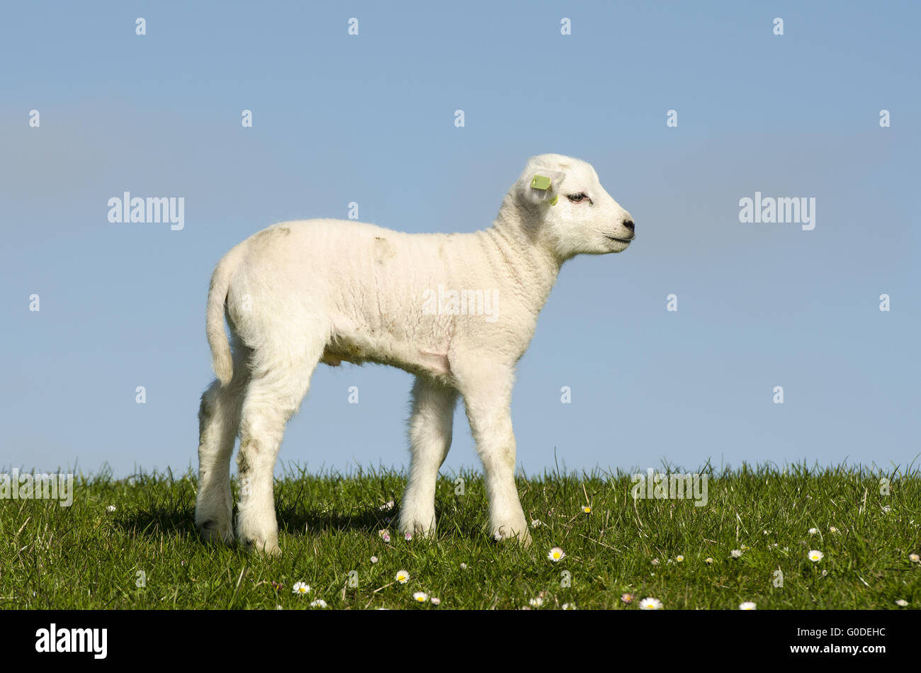 Holland lamb hi-res stock photography and images - Alamy