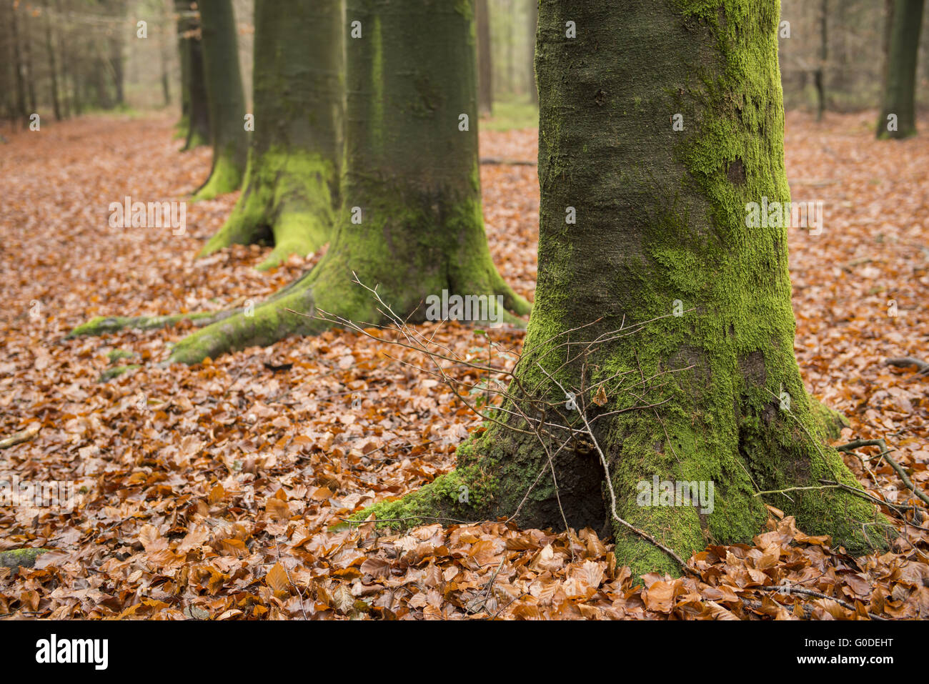 Green, moss-covered, tree feet Stock Photo - Alamy