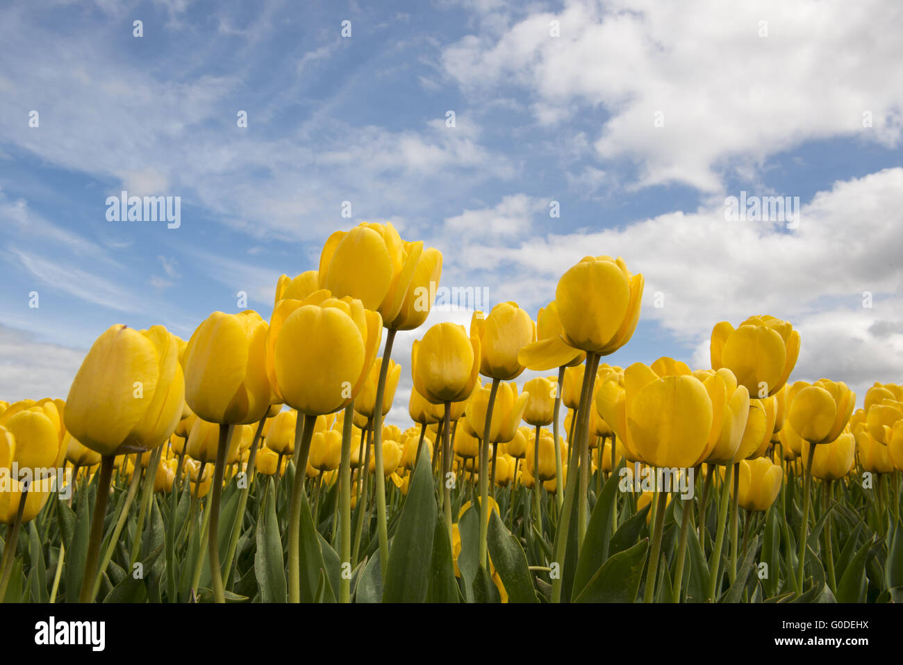 Harvesting tulips hi-res stock photography and images - Alamy
