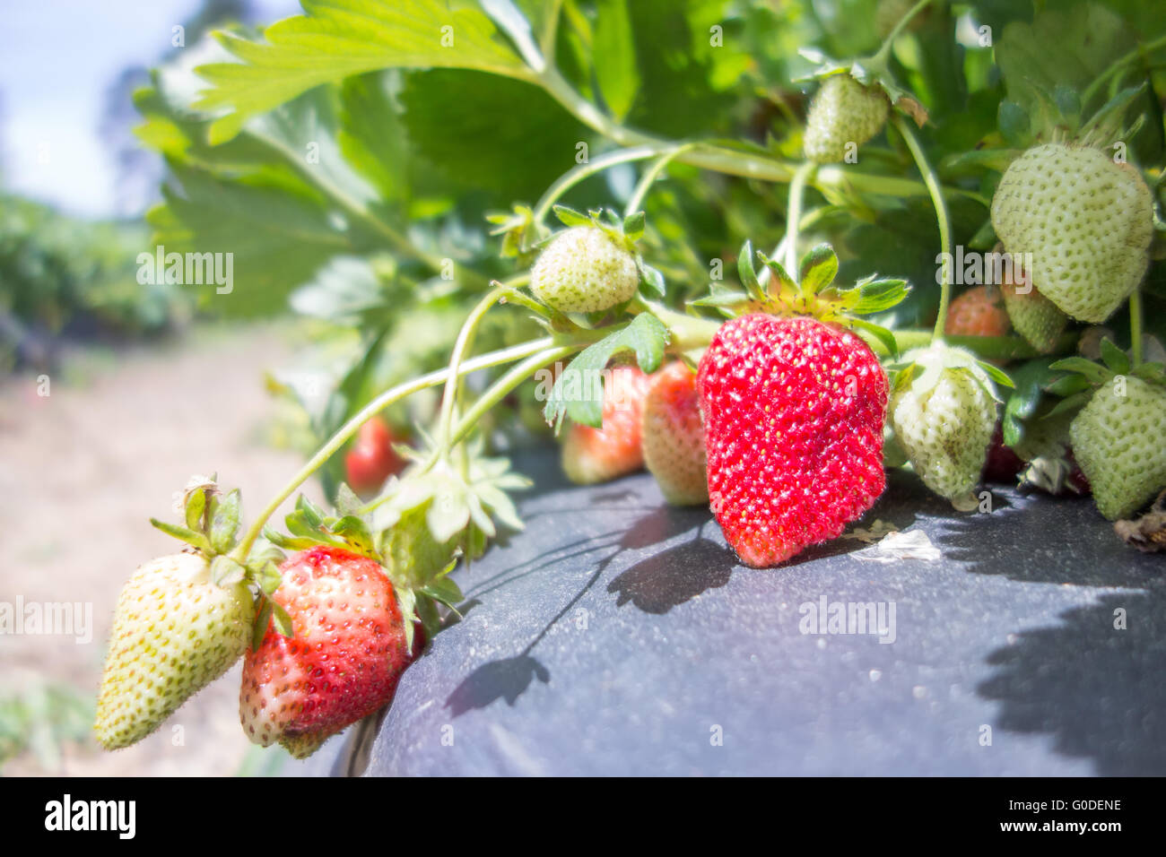 Strawberry vine hi-res stock photography and images - Alamy