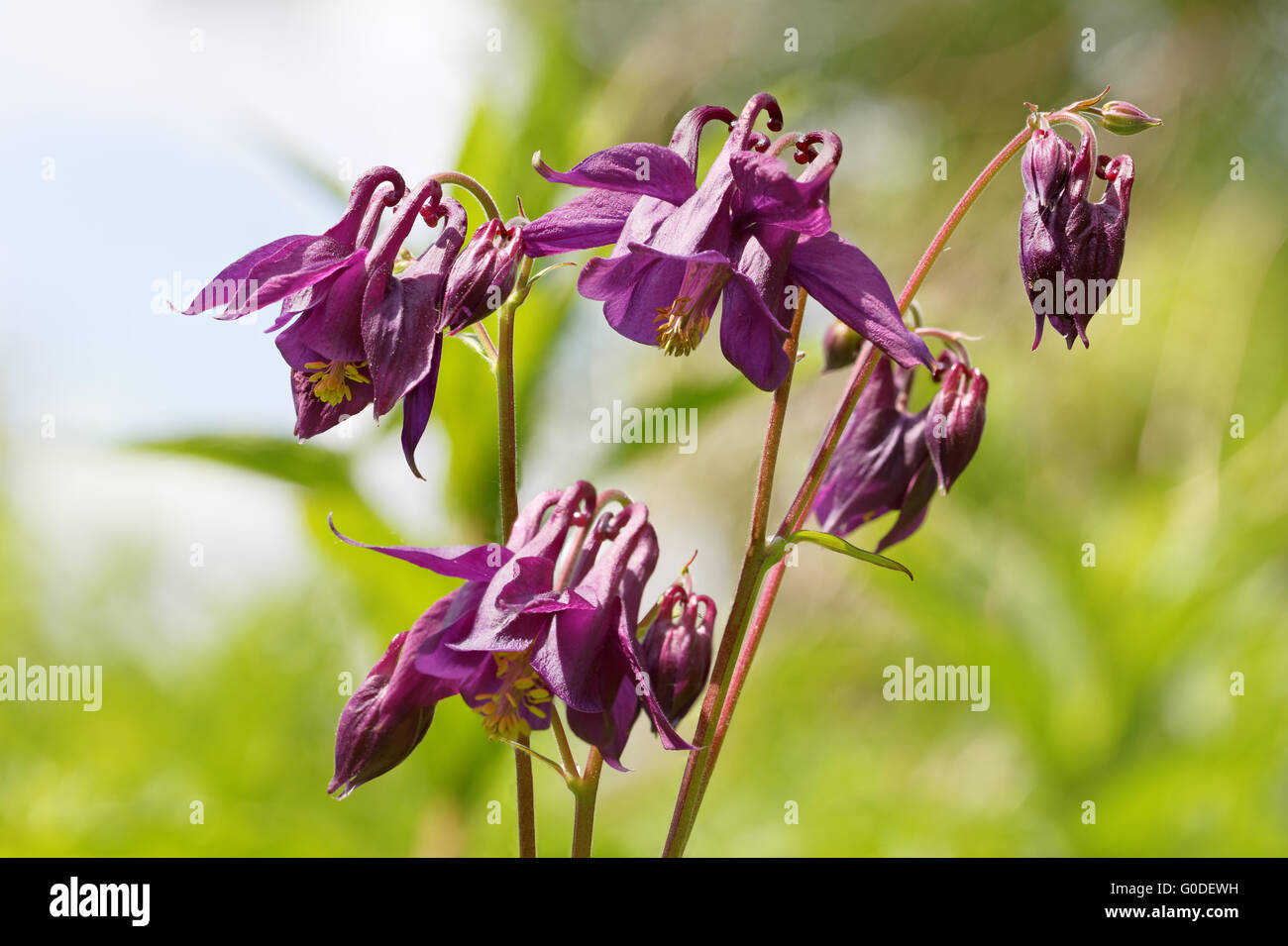 Columbine family hi-res stock photography and images - Alamy