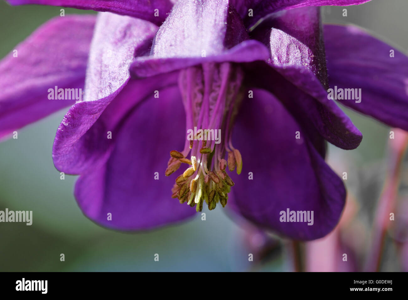 Columbine family hi-res stock photography and images - Alamy