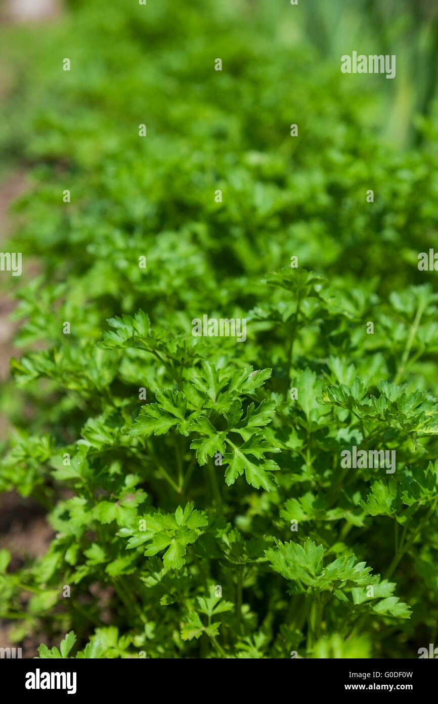 many beautiful green parsley in the garden. background Stock Photo - Alamy