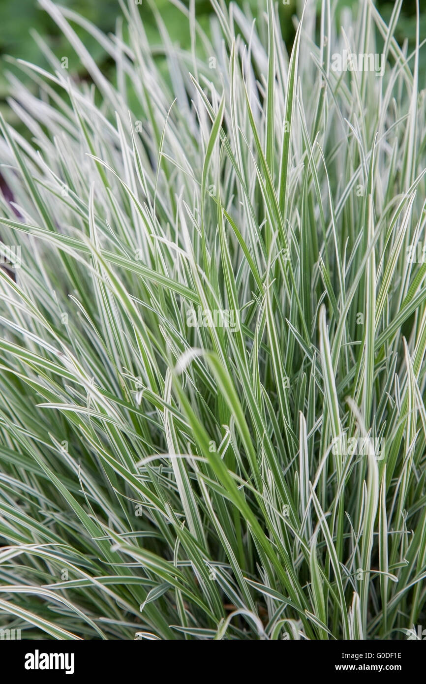 striped beautiful green grass. natural background Stock Photo - Alamy