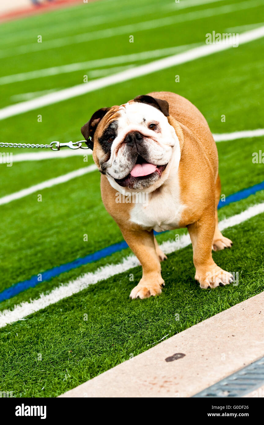 Bulldog on football field Stock Photo - Alamy