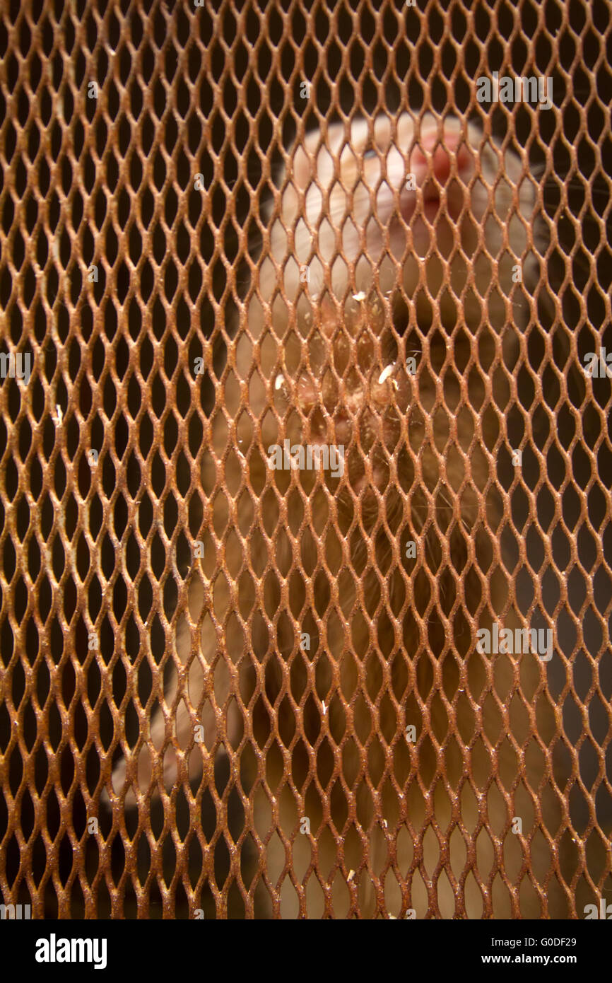 Platinum mink in cell. breeding of fur-bearing animals Stock Photo - Alamy