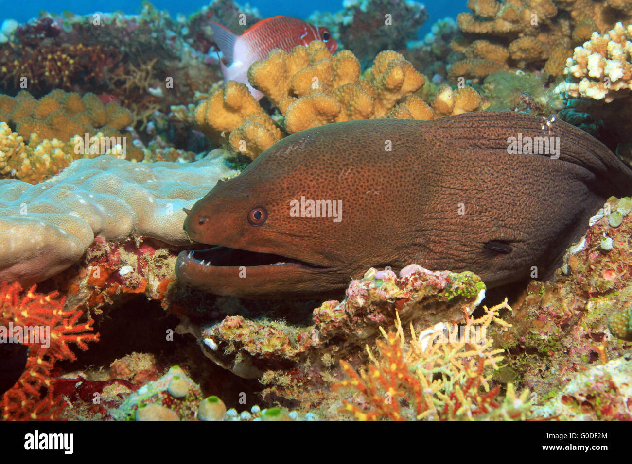 Close up moray hi-res stock photography and images - Alamy