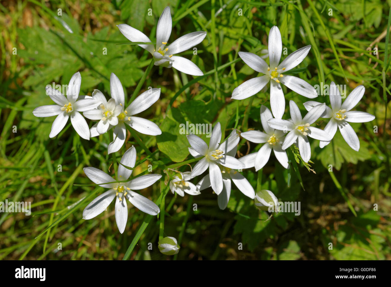 Star of Bethlehem Stock Photo - Alamy