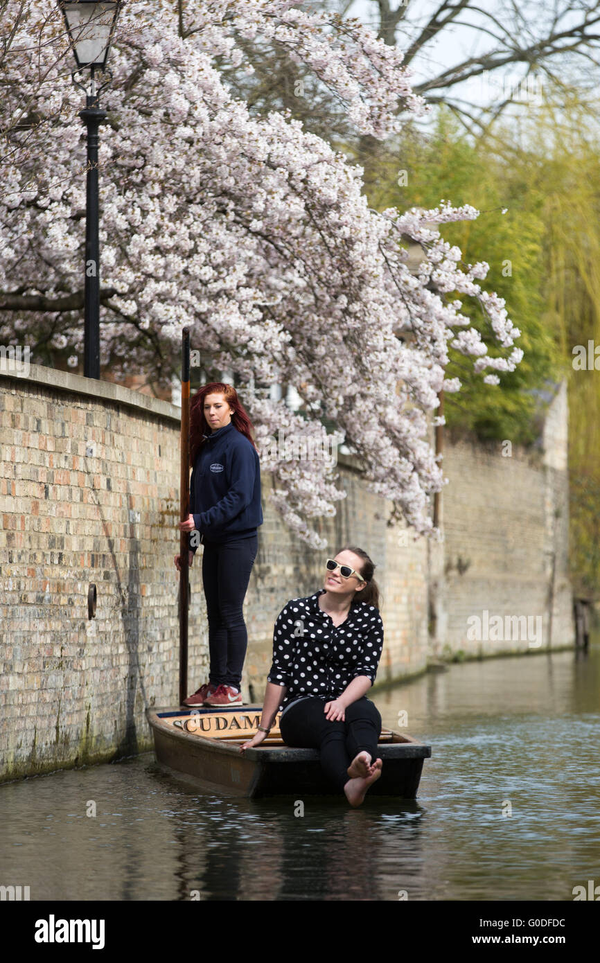 Two girls Punting on the River Cam in Cambridge by a cherry blossom ...