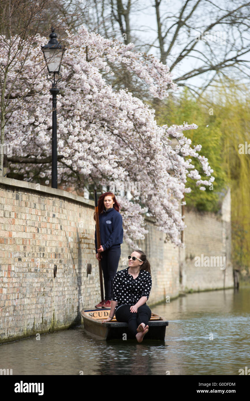 Two girls Punting on the River Cam in Cambridge by a cherry blossom ...