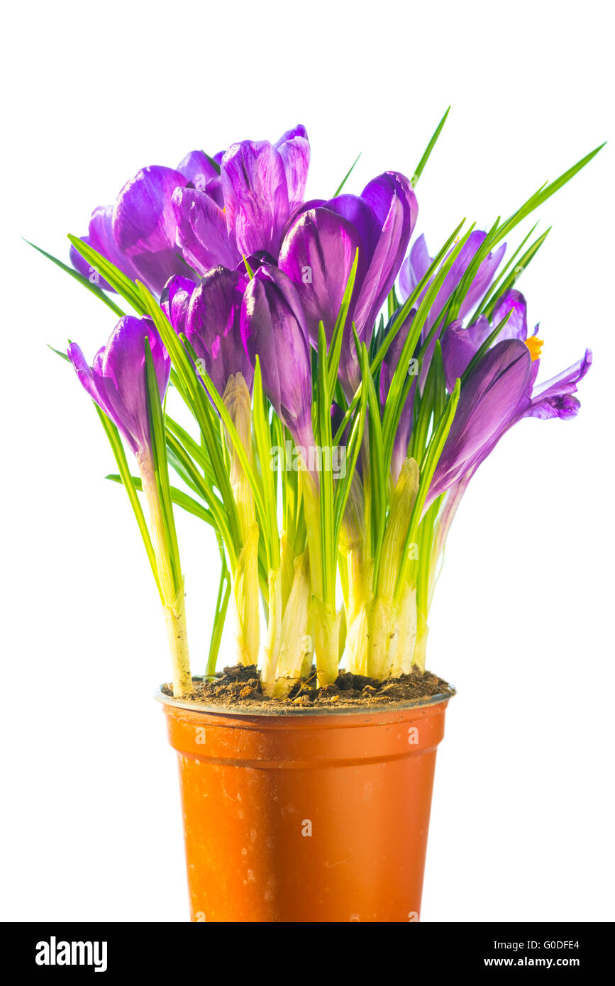 Bouquet of purple crocuses in the ceramic pot Stock Photo - Alamy