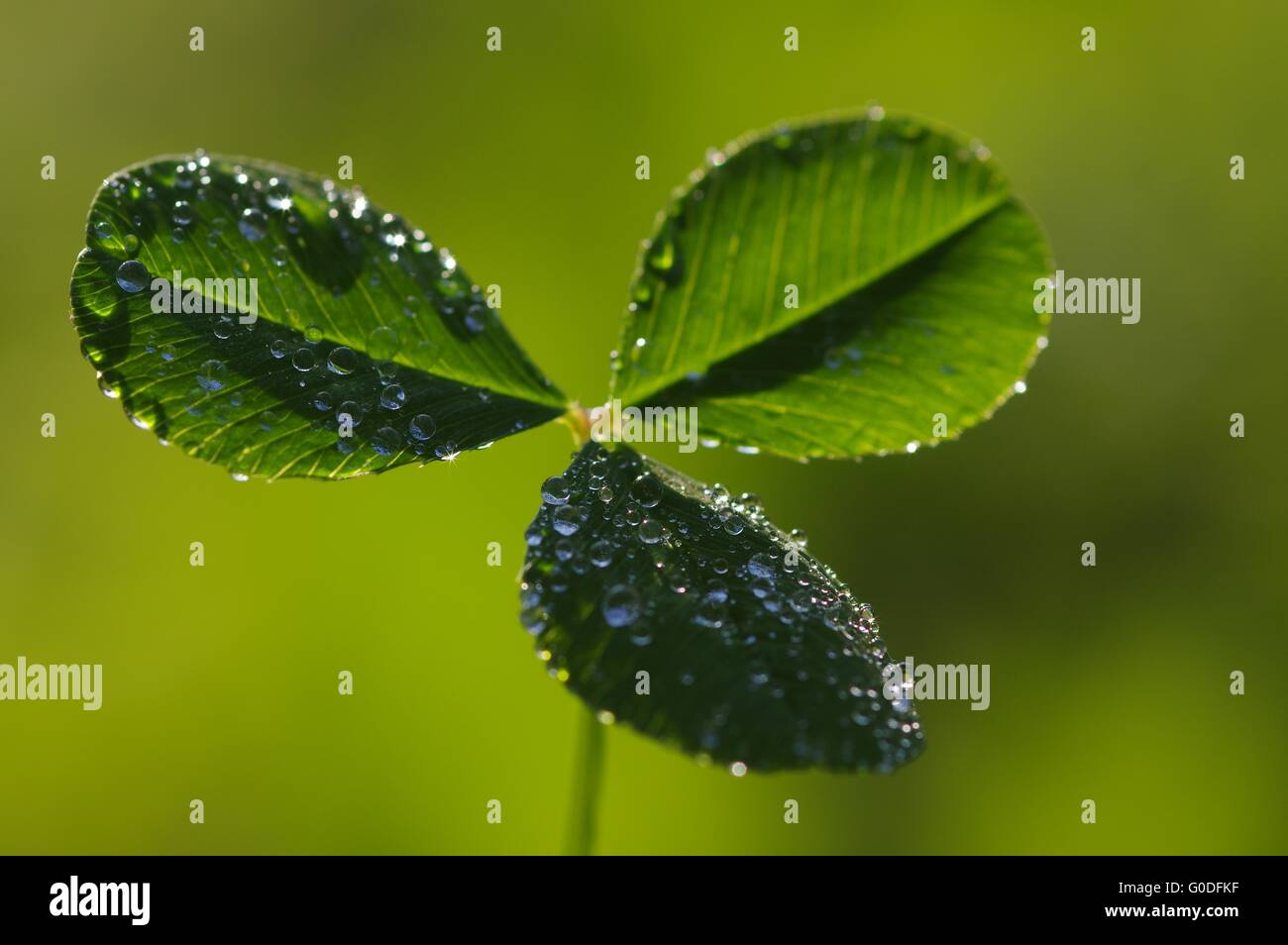 Wasser kleeblatt hi-res stock photography and images - Alamy