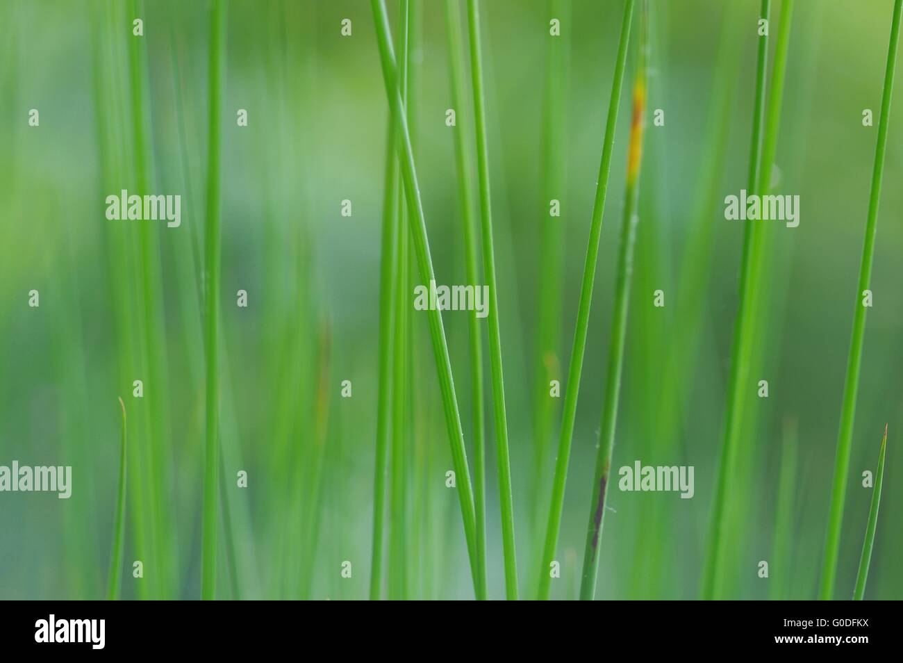 Gras grashalm rasen hi-res stock photography and images - Alamy