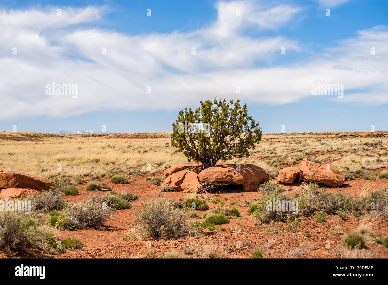lone tree grwong between rocks in arizona desert Stock Photo - Alamy