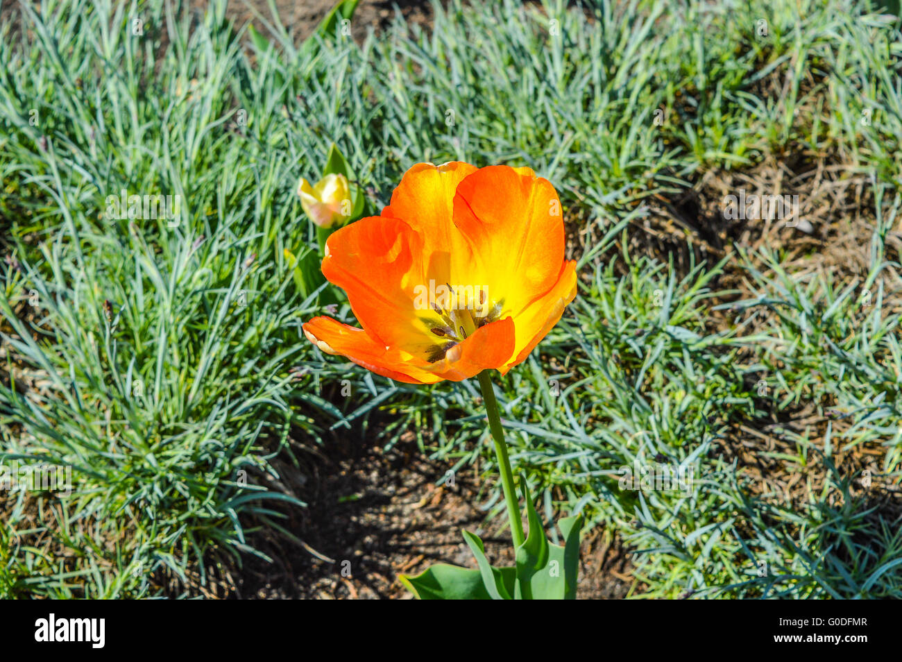 Tulips in spring sun Stock Photo - Alamy