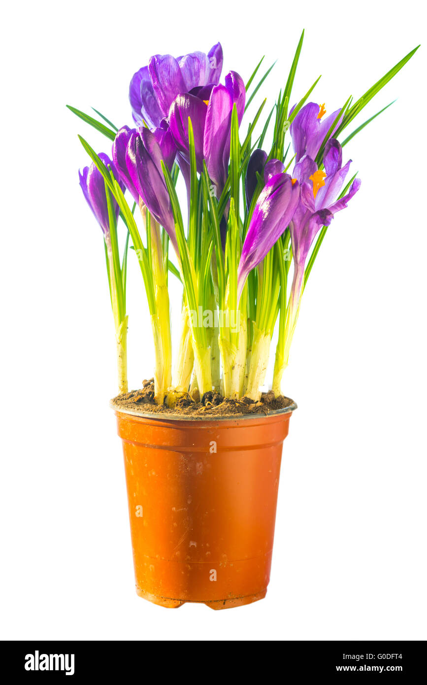 Elegant blue ceramic pot Cut Out Stock Images & Pictures - Alamy