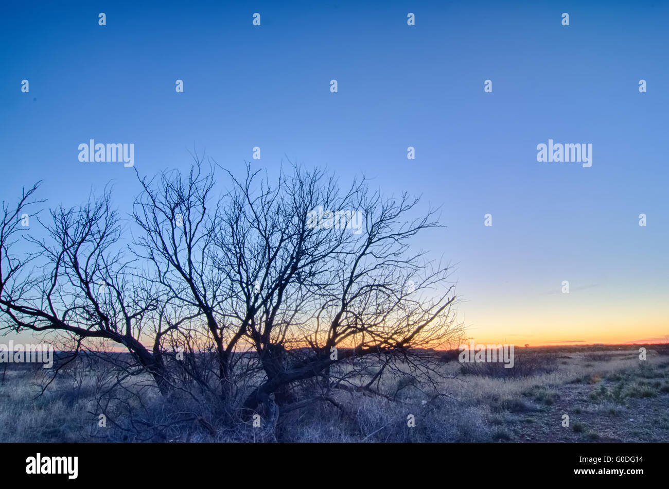 early morning with a lone tree branches in a new m Stock Photo - Alamy