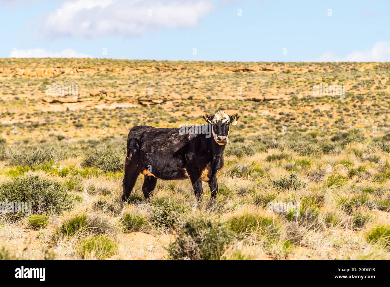 wild cow on canyonlands farm pasture in utah and a Stock Photo - Alamy