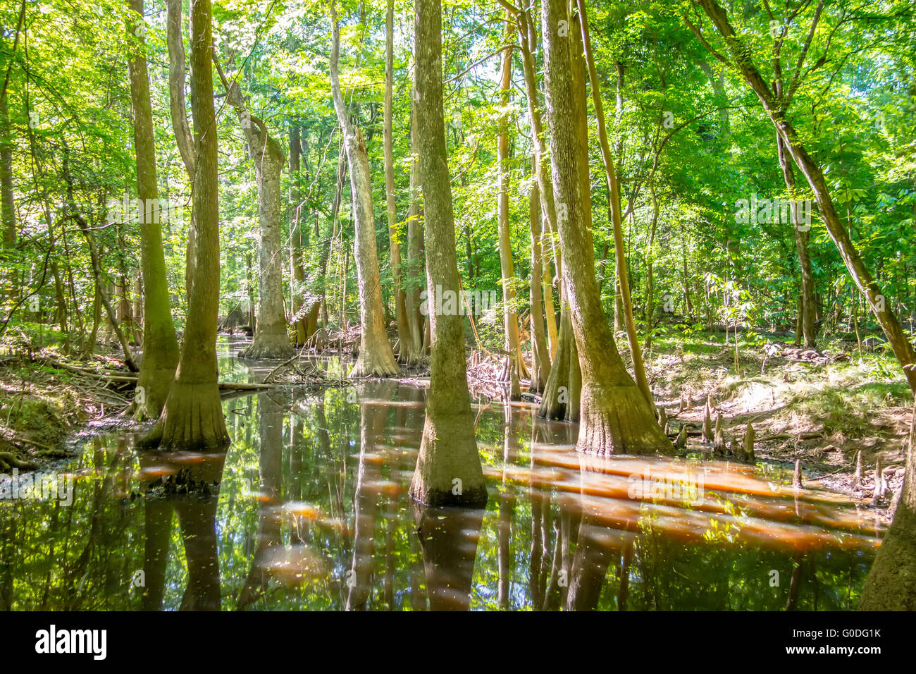 Cypress knees congaree national park hi-res stock photography and ...