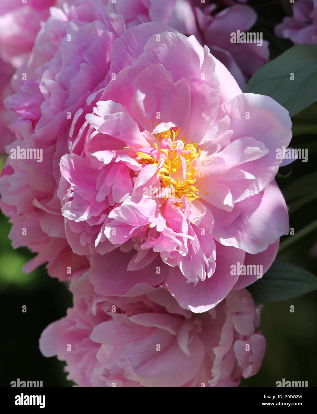 Busch pfingstrosen hi-res stock photography and images - Alamy