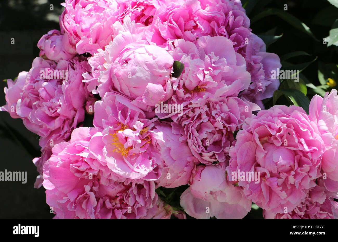 Busch pfingstrosen hi-res stock photography and images - Alamy