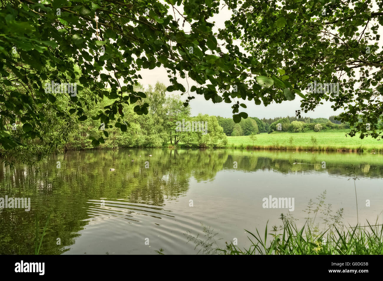 Pond in the countryside Stock Photo - Alamy