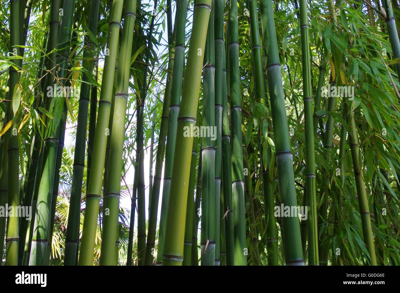 Bambus garten hi-res stock photography and images - Alamy