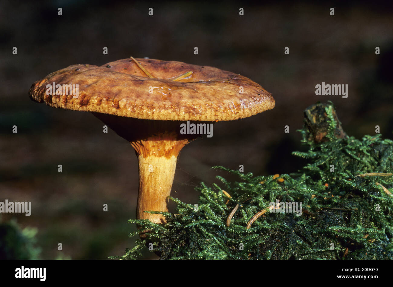 Brown Roll Rim Paxillus Involutus Paxillaceae High Resolution Stock ...