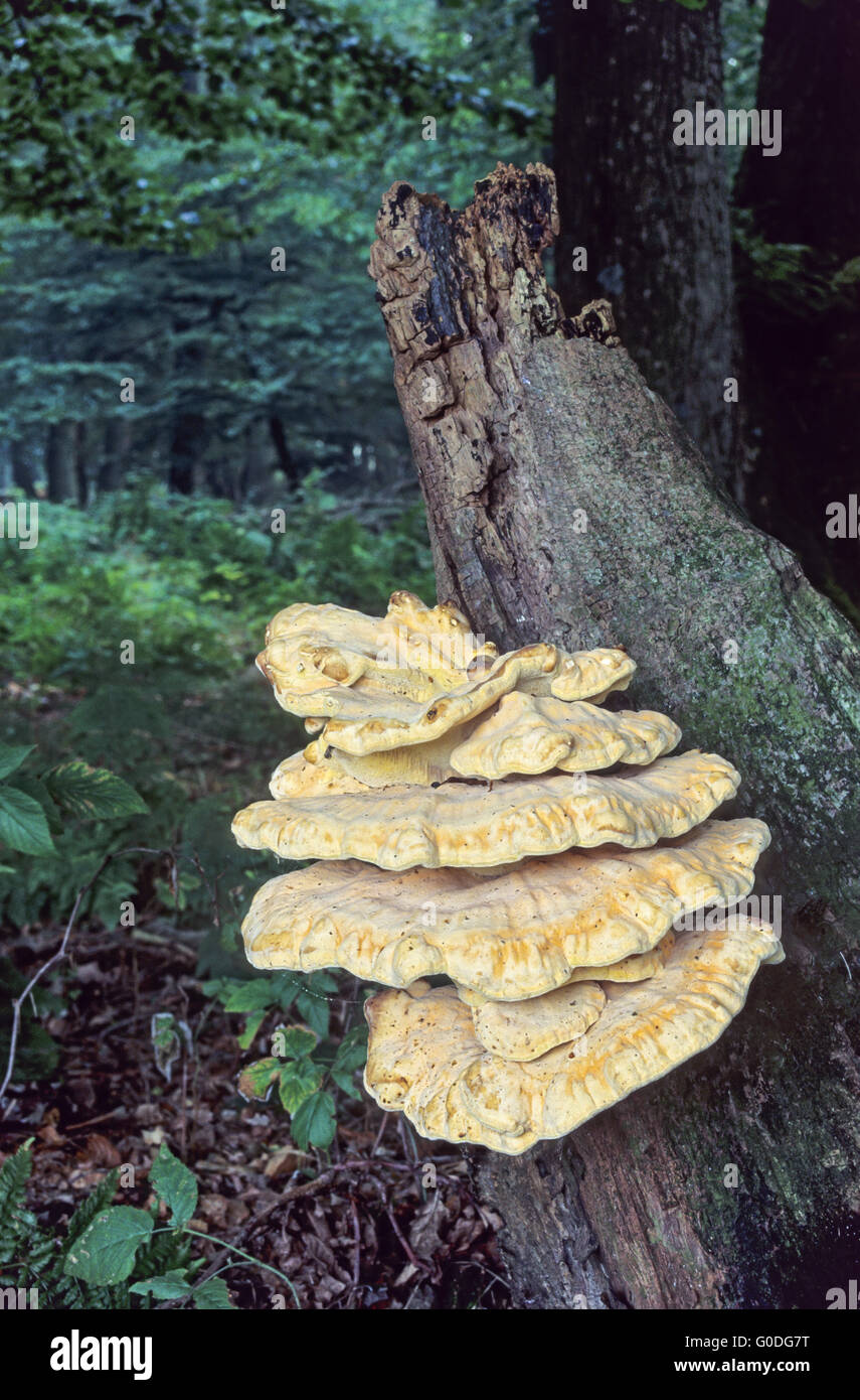 Sulphur Polypore in juvenile shape edible Stock Photo - Alamy