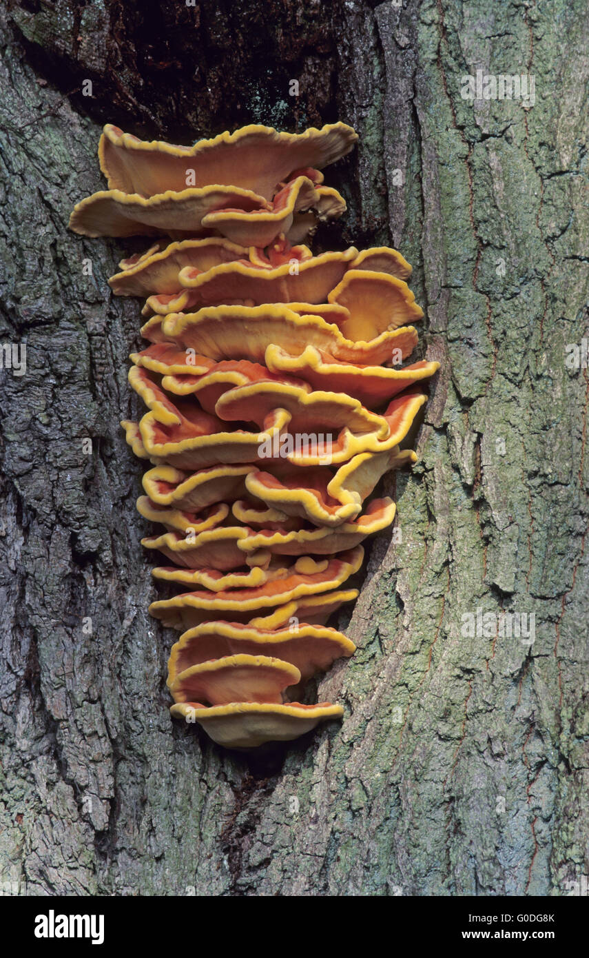 Sulphur Polypore in juvenile shape edible Stock Photo - Alamy