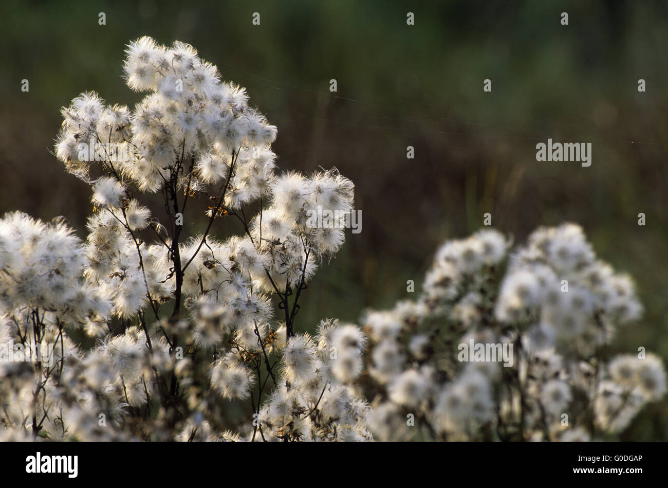 Strand aster hi-res stock photography and images - Alamy